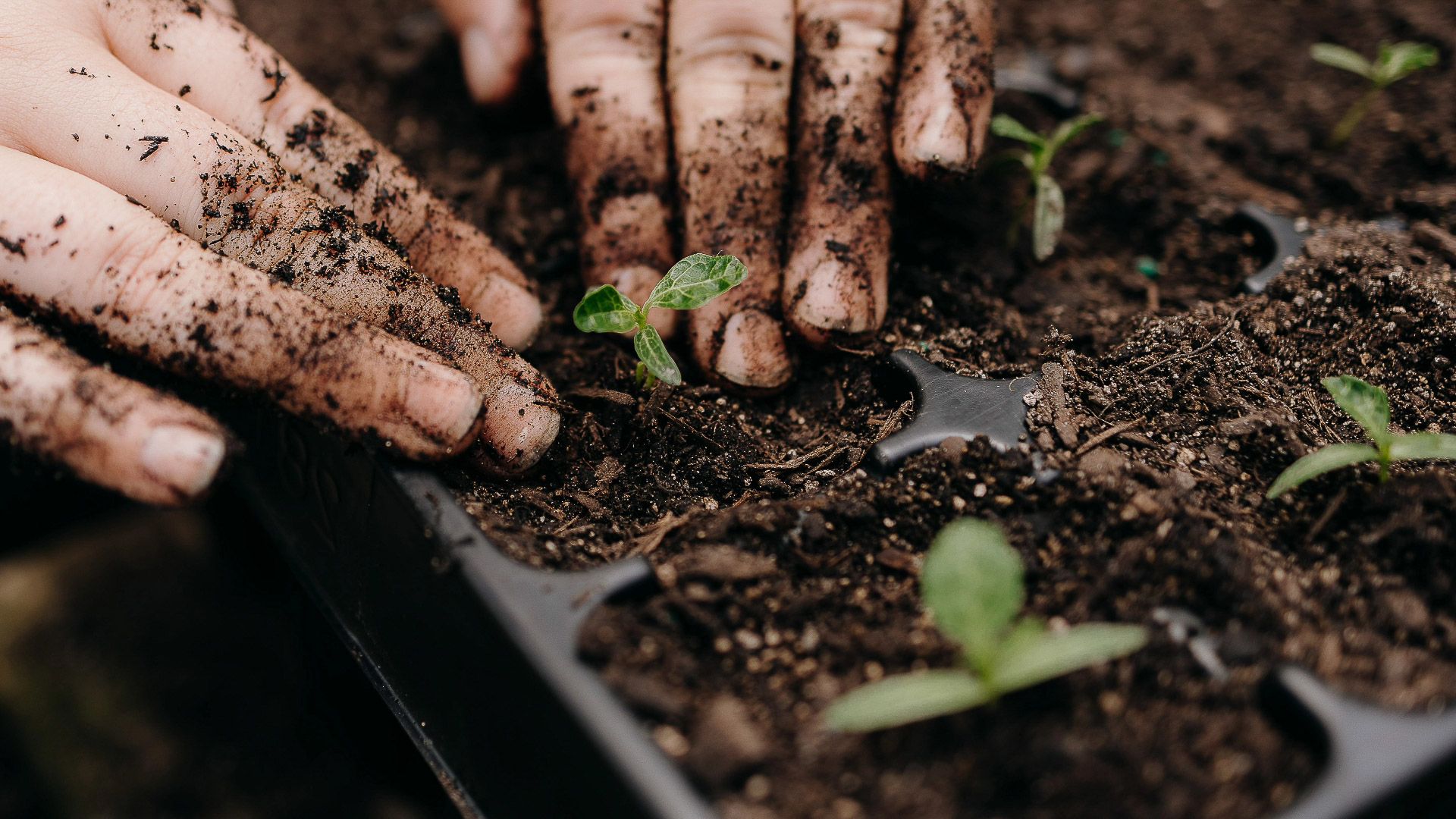 Beilschmiedia tarairi (Taraire) - KiwiCan Natives